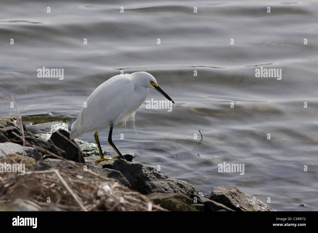 Snowy Egret (Egretta thula Stock Photo - Alamy