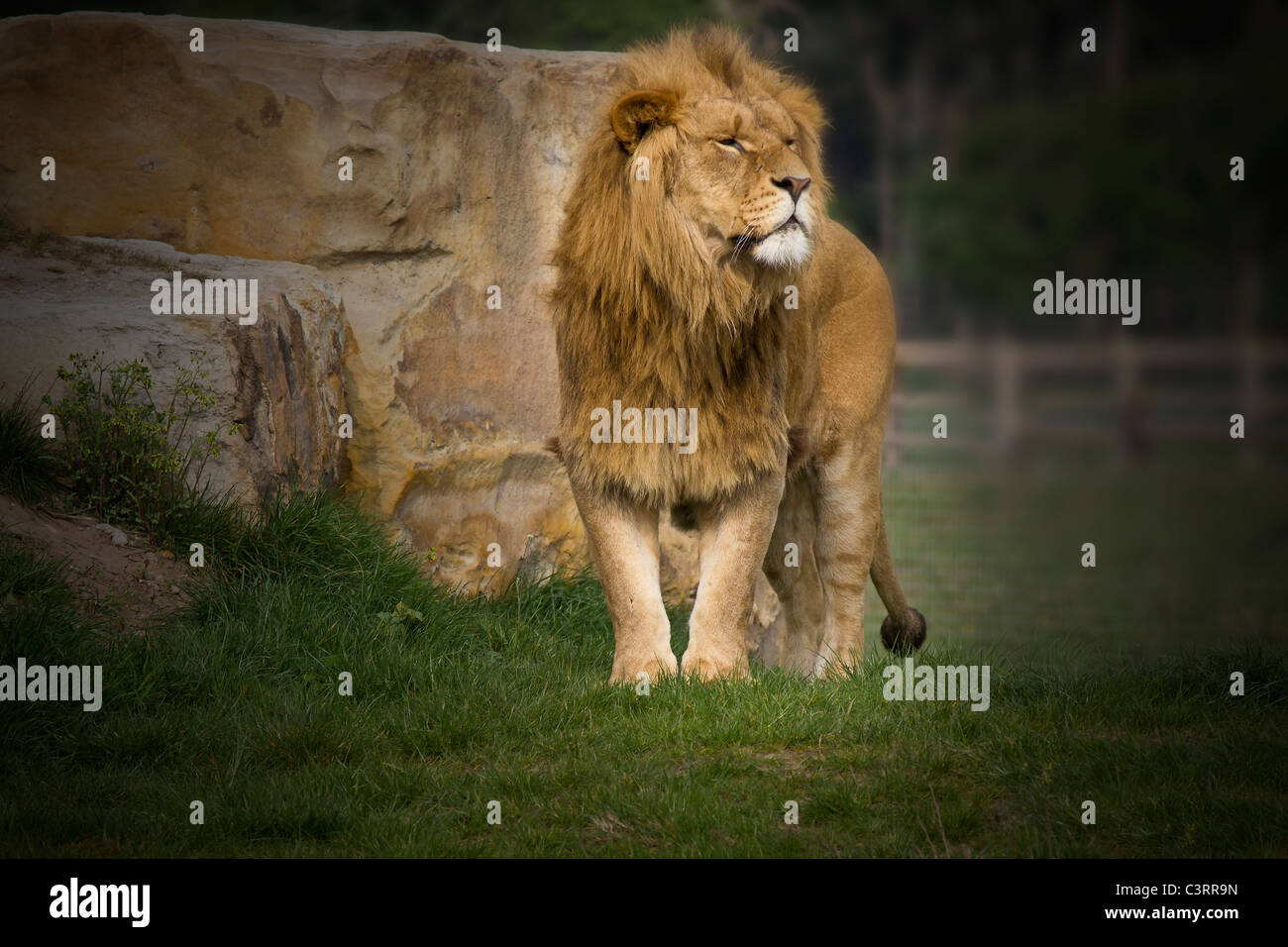 what a magnificent beast is this powerful male lion Stock Photo - Alamy