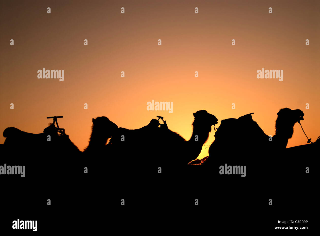 Camels at sunset Stock Photo - Alamy