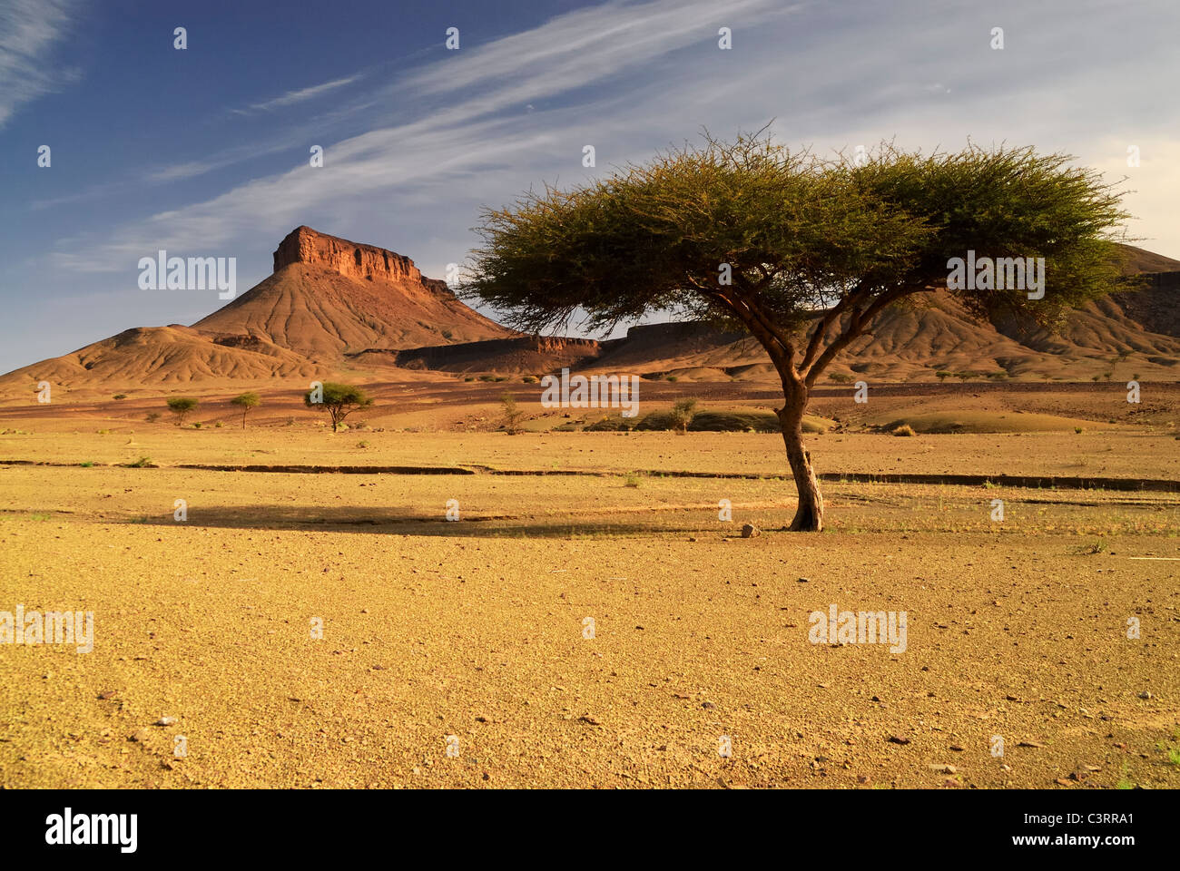 Tree in a desert Stock Photo - Alamy