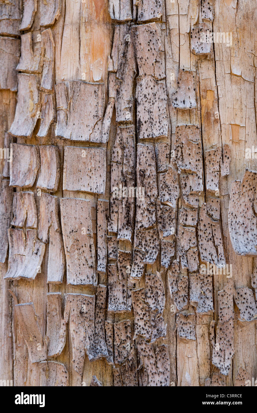 Flaking grey bark hi-res stock photography and images - Alamy