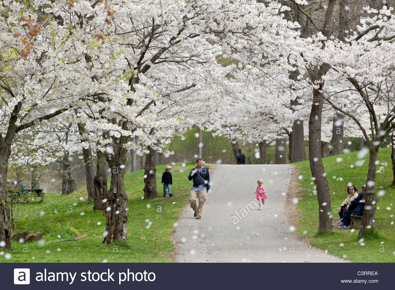 Falling Blossom High Resolution Stock Photography and Images - Alamy