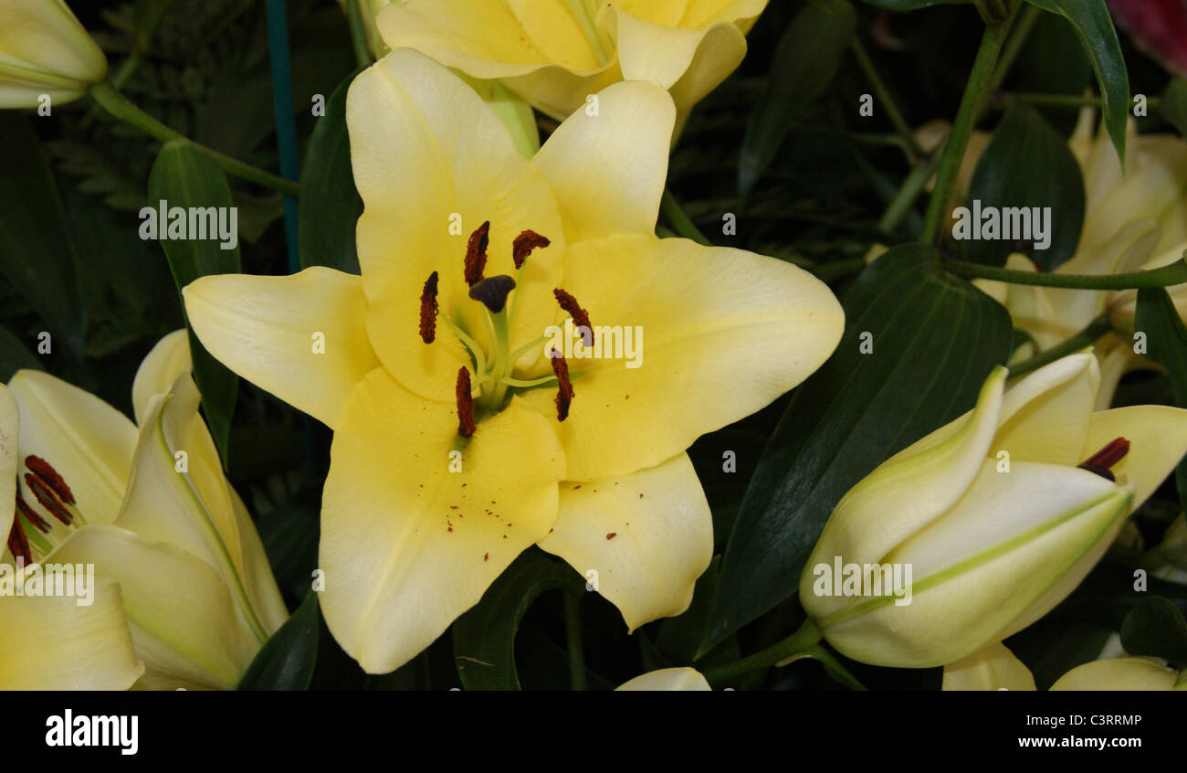 Manissa lily hi-res stock photography and images - Alamy