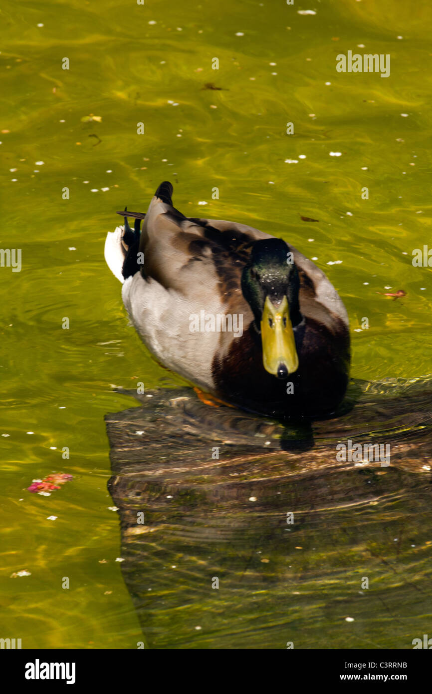 Duck at the lake Stock Photo - Alamy