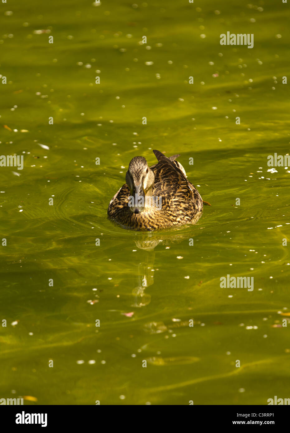 Big yellow duck hi-res stock photography and images - Alamy