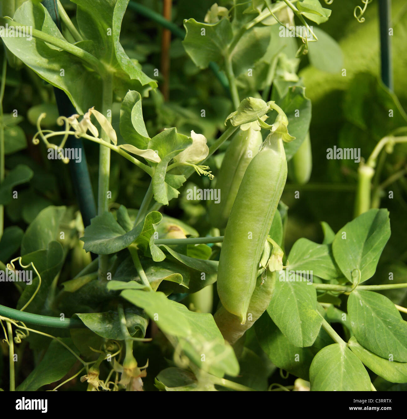 Vine with pods hi-res stock photography and images - Alamy