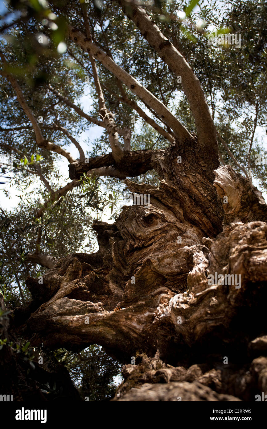 Simulacrum of the Minotaur, the bullheaded monster - son of Minos, who ...