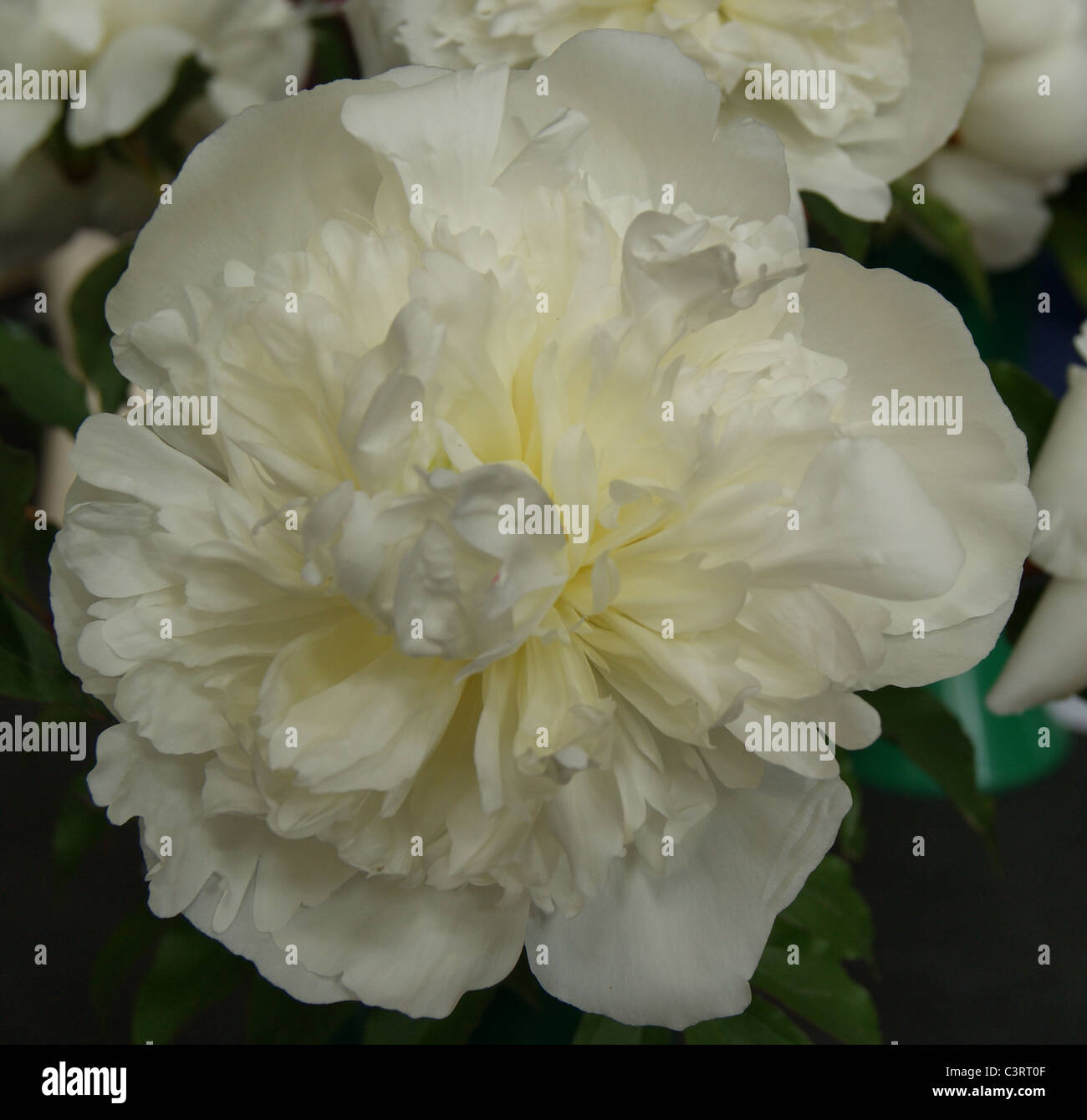 Duchess de nemours peony hi-res stock photography and images - Alamy