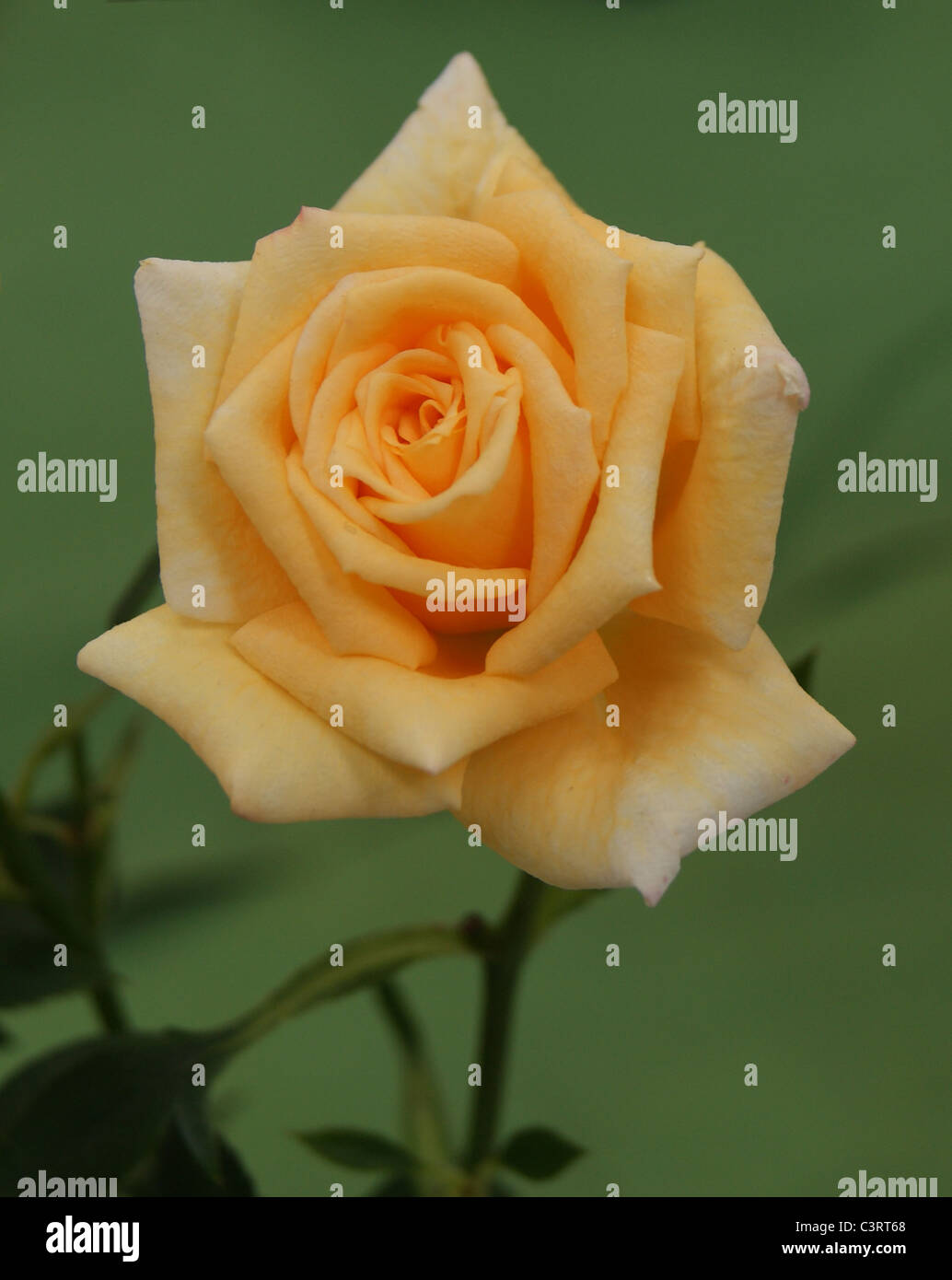 Rose - Destinys Dream Stock Photo - Alamy