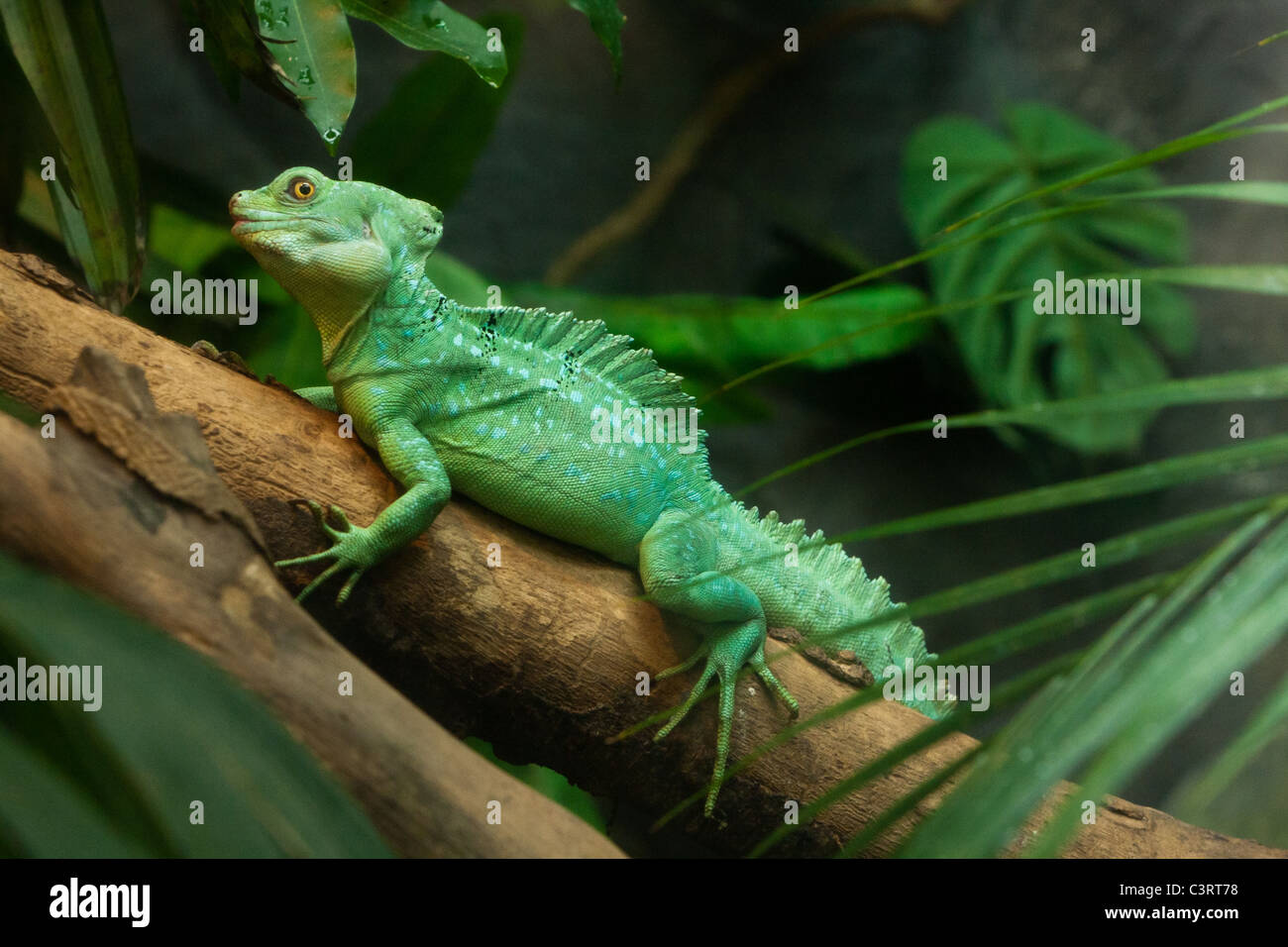 Plumed basilisk (Basiliscus plumifrons), a.k.a. green basilisk, double ...