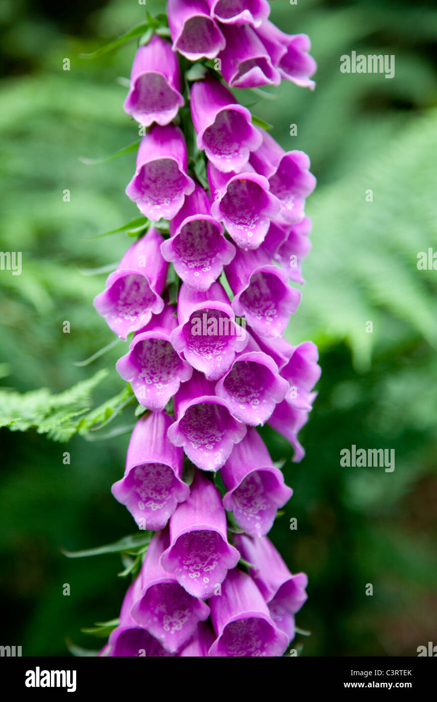 Bright purple flower in Langdon Forest Stock Photo - Alamy