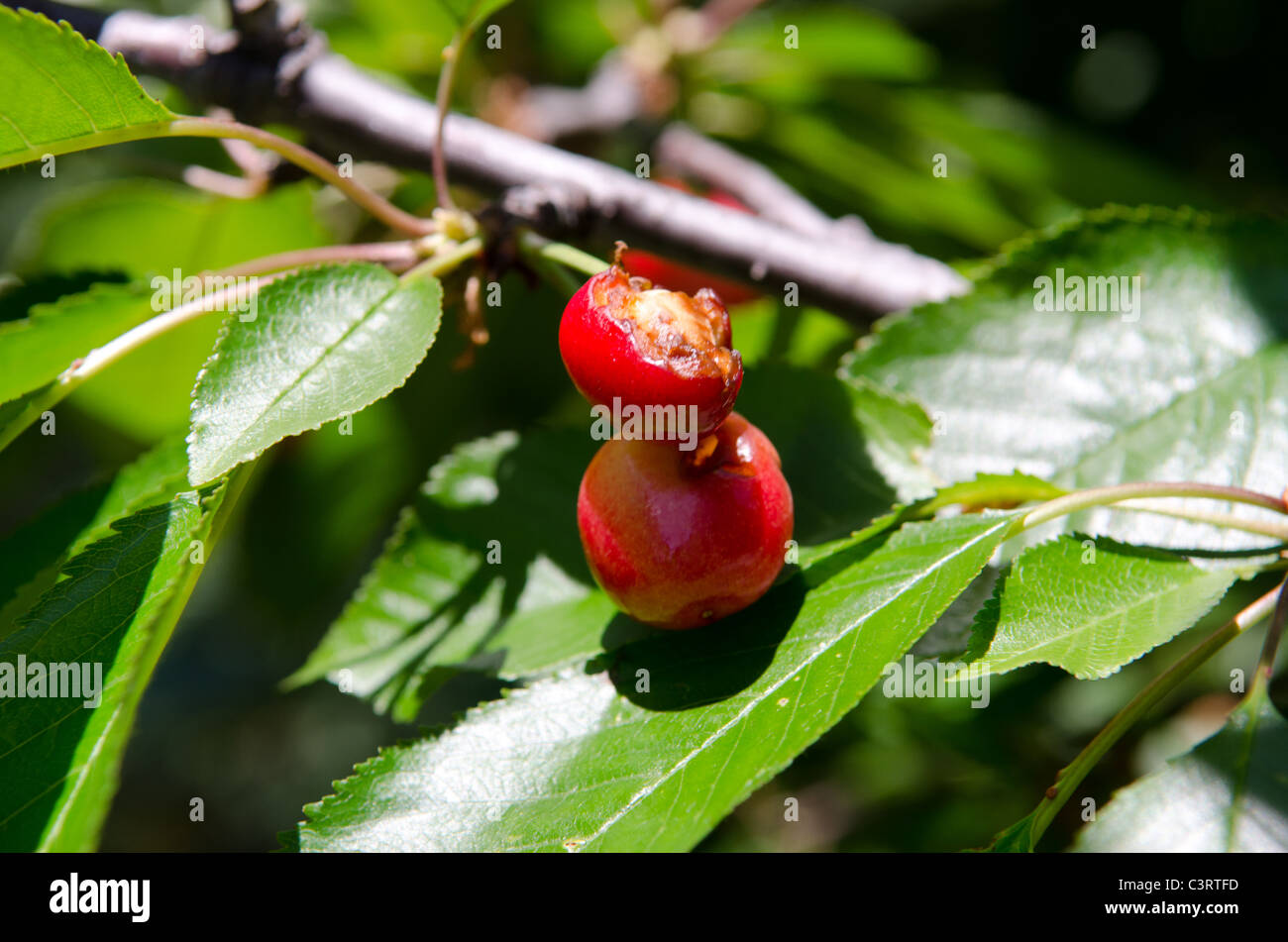 bird damage to a cherry on the tree Stock Photo - Alamy