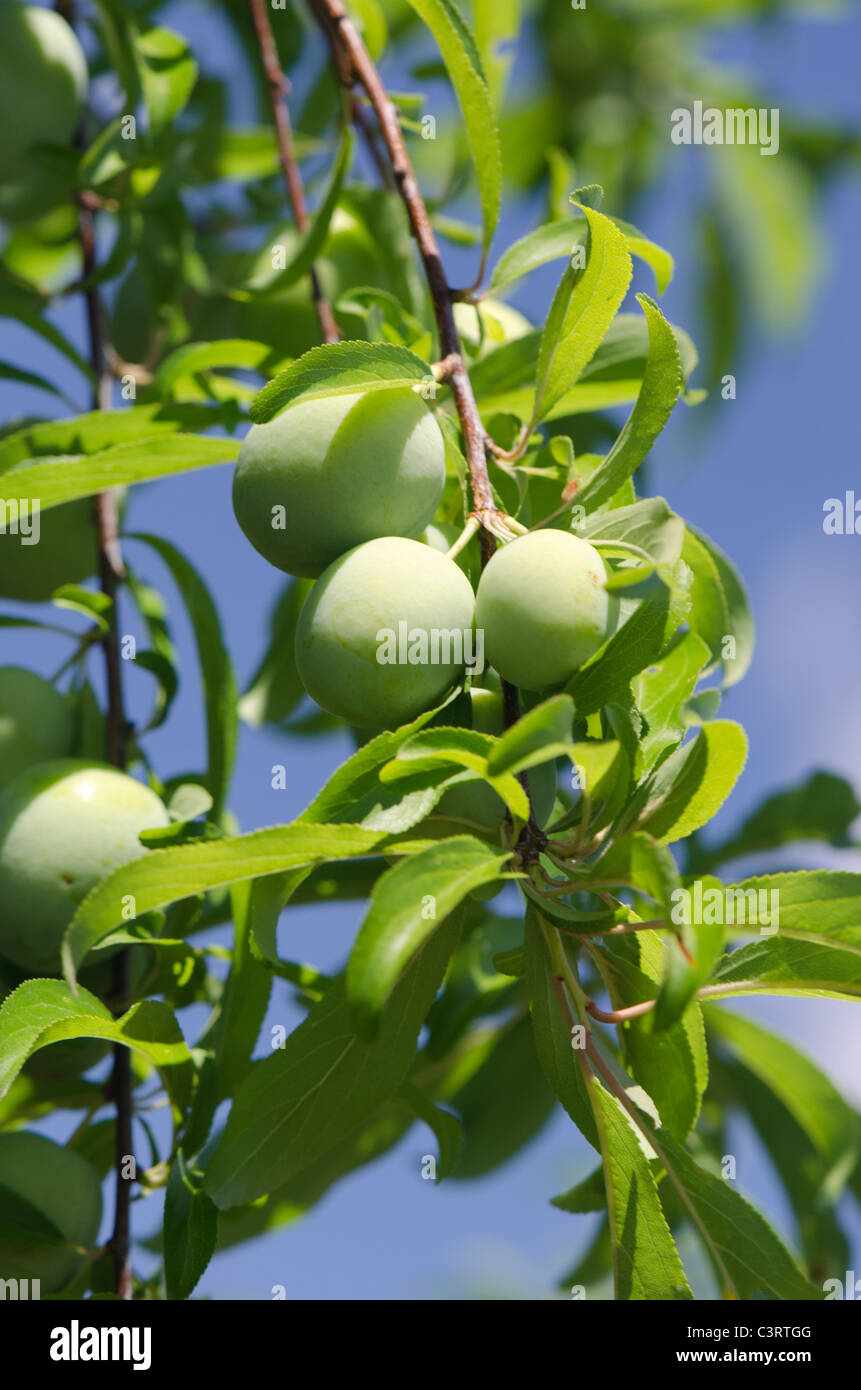 Prunus salicina hi-res stock photography and images - Alamy