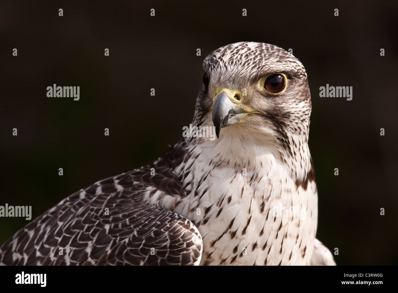 Gyr Falcon - Falco rusticolus Stock Photo - Alamy