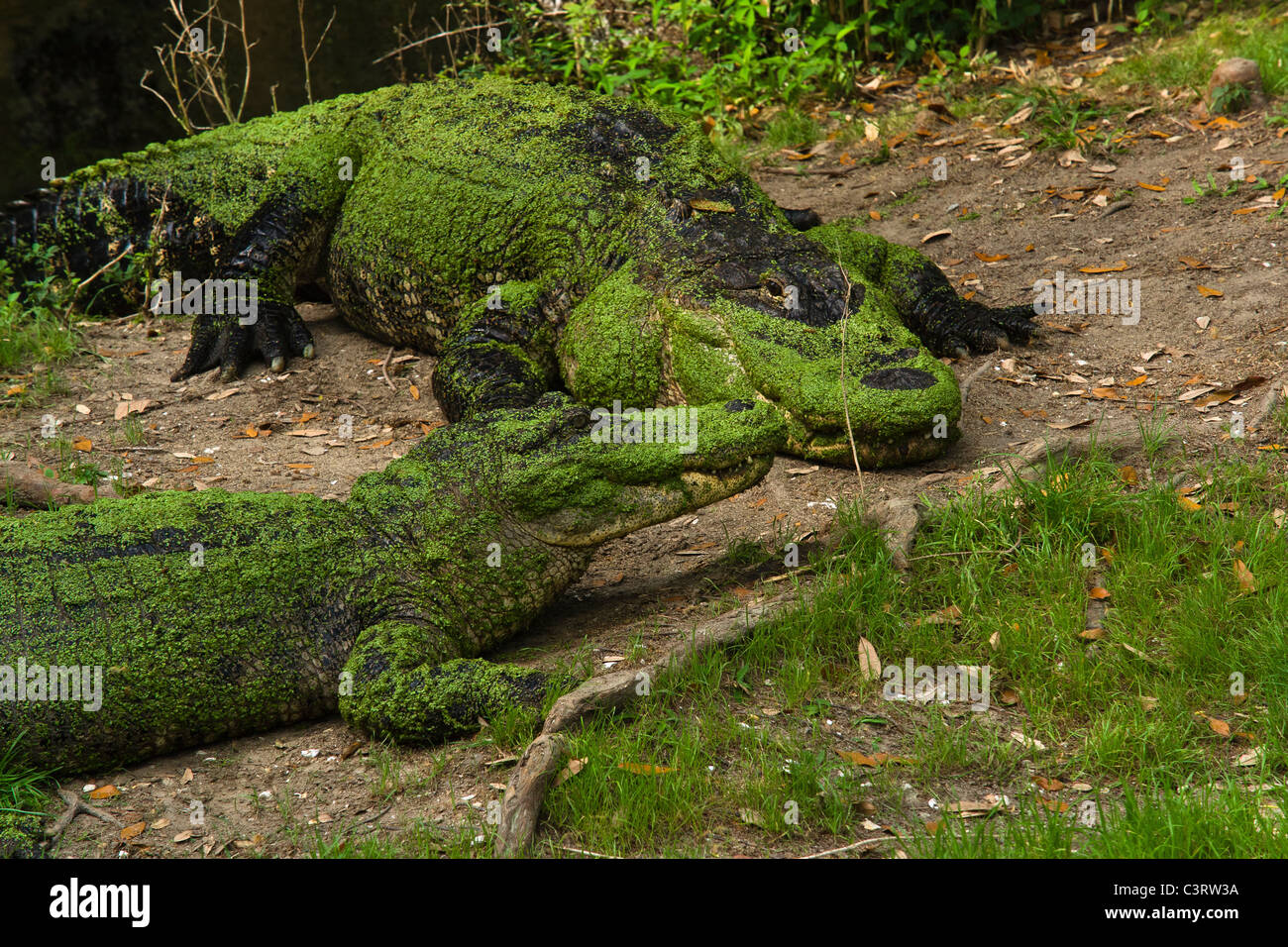 The American Alligator Stock Photo - Alamy