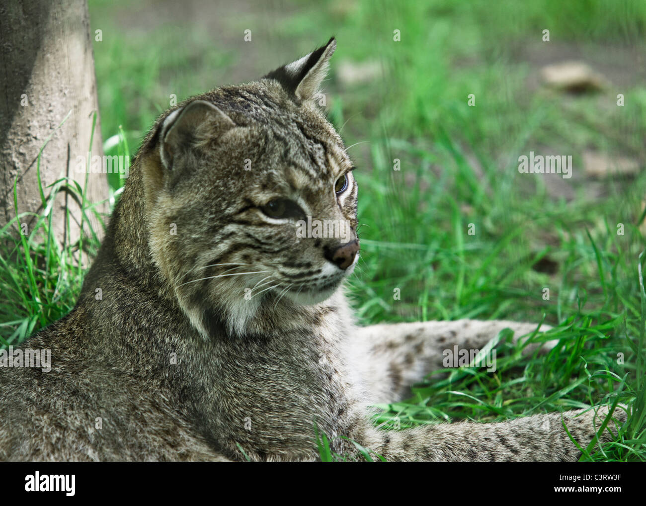The bobcat (Lynx rufus) is a North American mammal Stock Photo - Alamy
