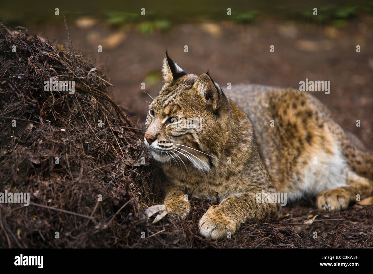 The bobcat (Lynx rufus) is a North American mammal Stock Photo - Alamy