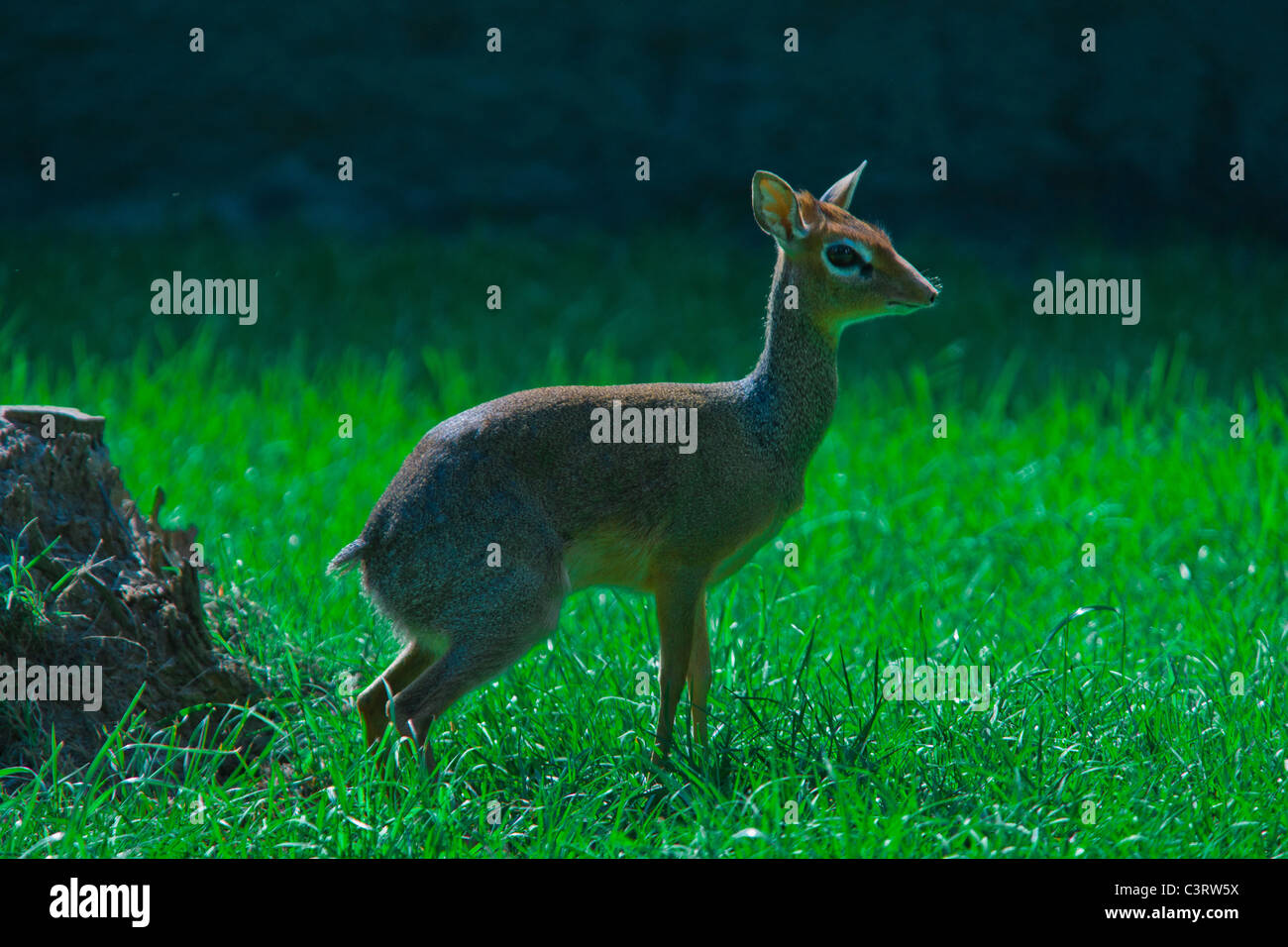 Mouse Deer are also known as Chevrotain [pronounced shevro-tan] Stock ...