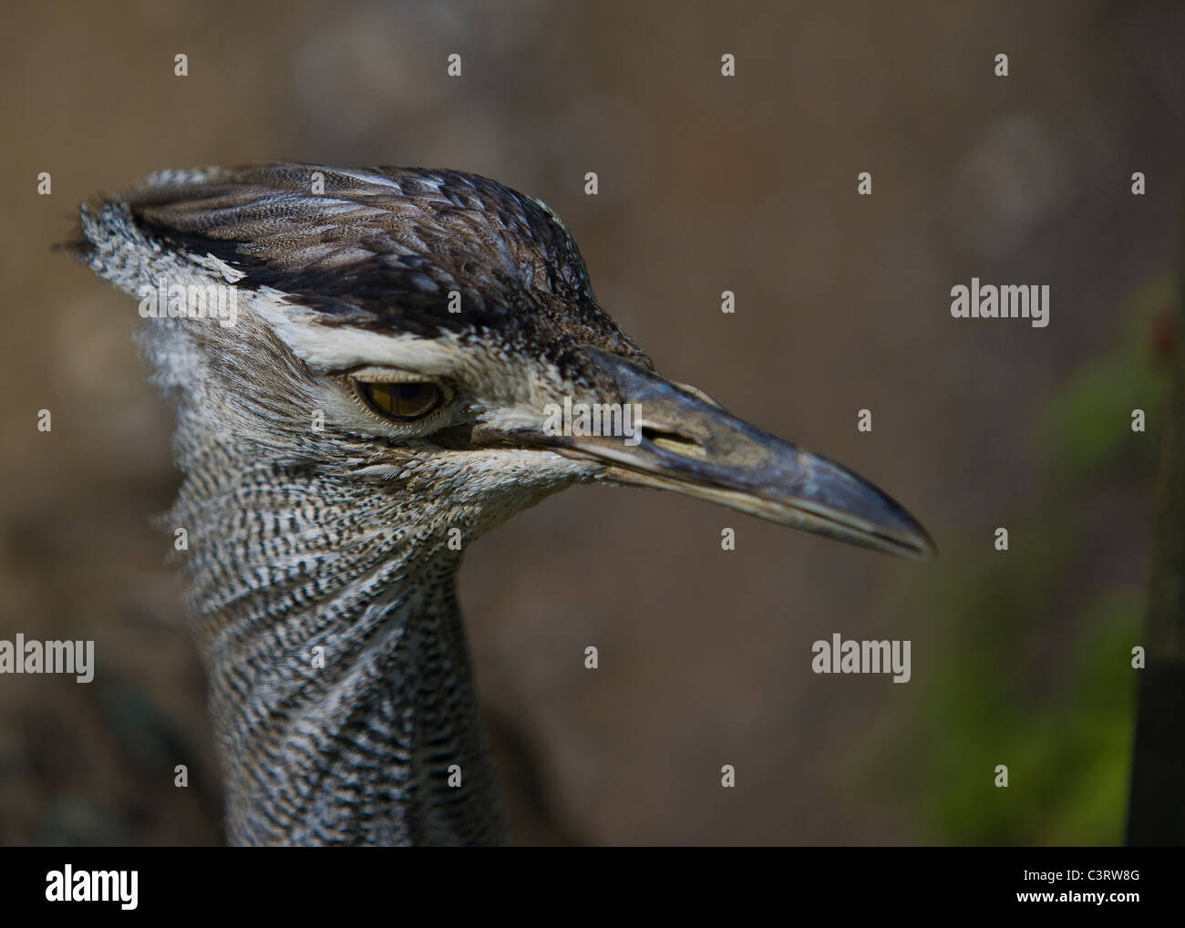 The Greater Roadrunner, taxonomically classified as Geococcyx ...