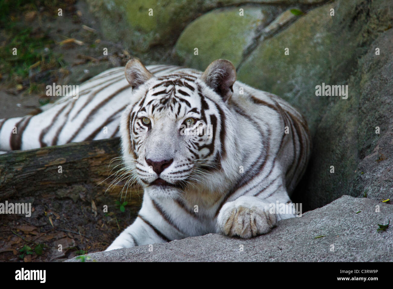 There is a well-known mutation that produces the white tiger ...