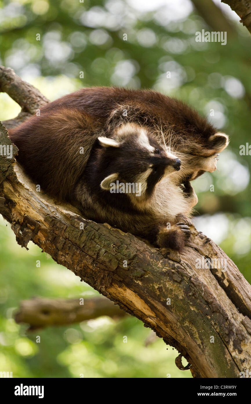Raccoons playing in the sun Stock Photo - Alamy