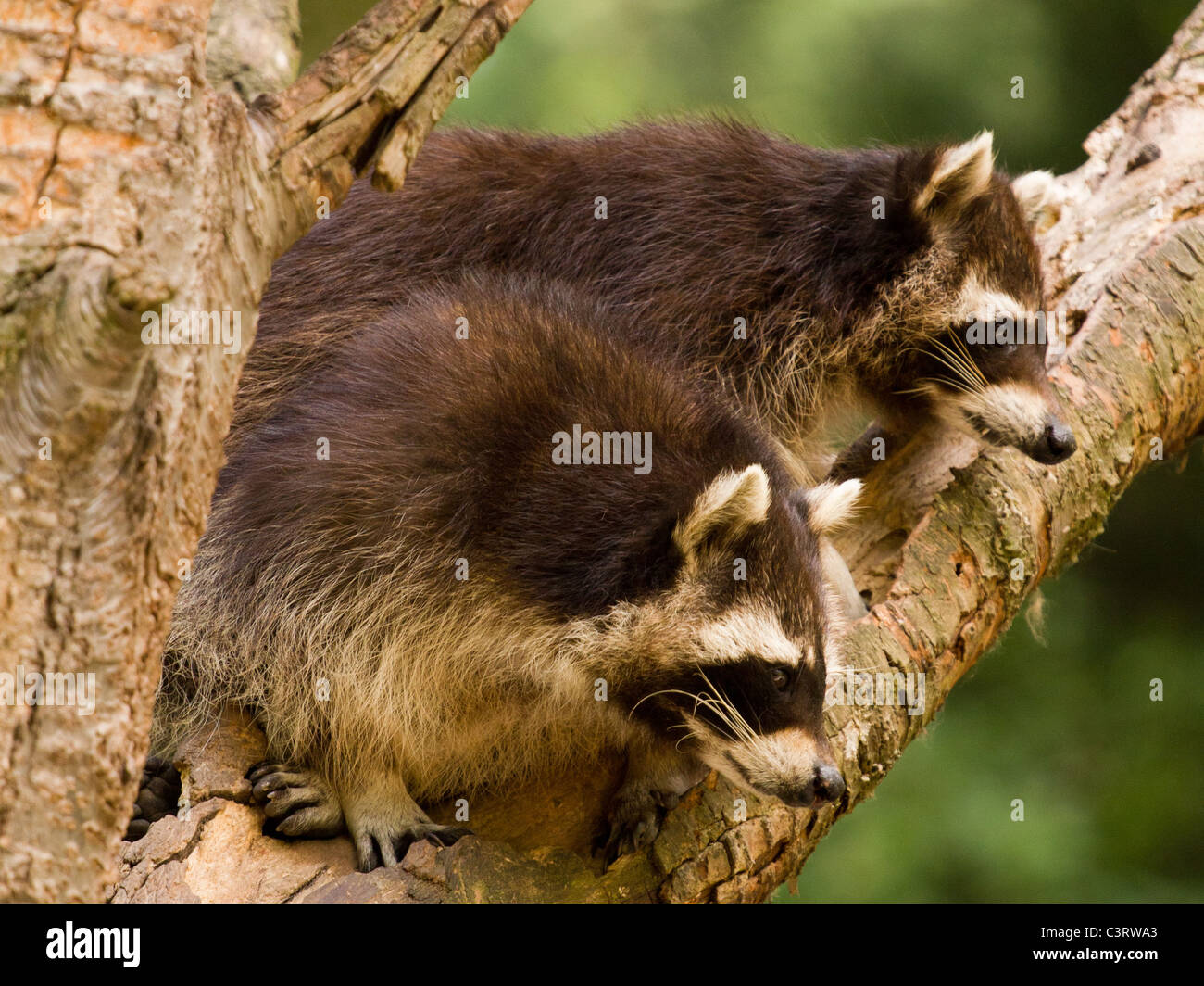 Raccoons playing in the sun Stock Photo - Alamy