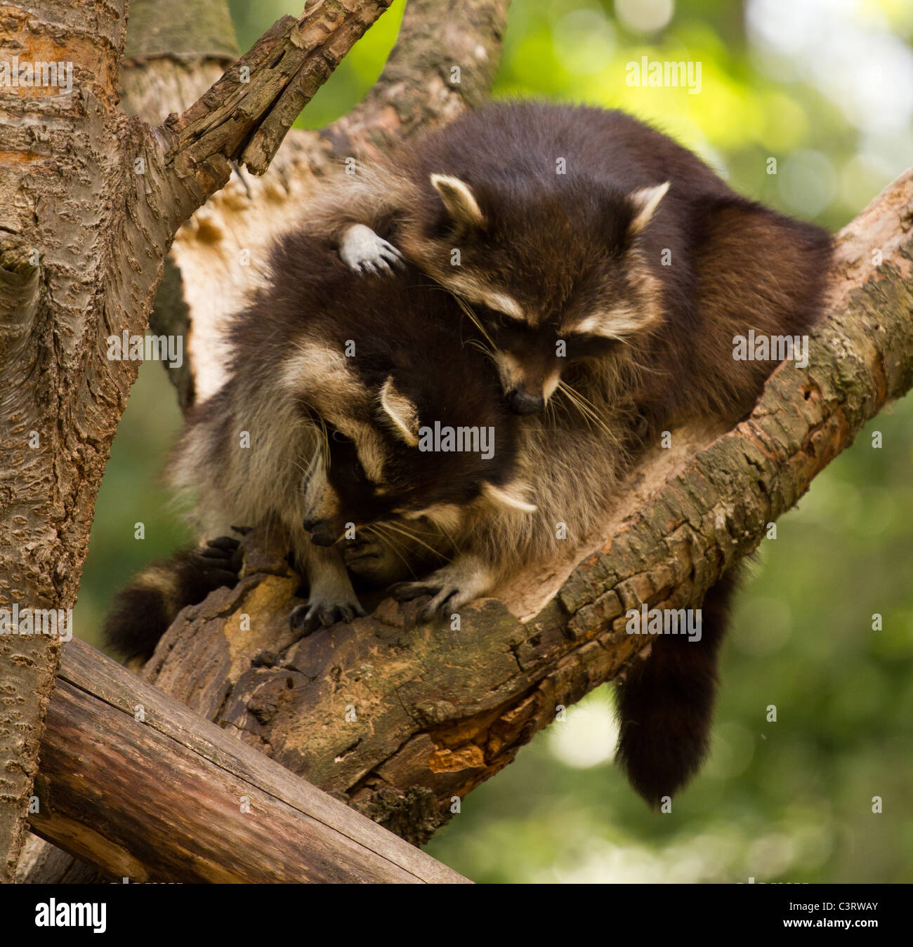Raccoons playing in the sun Stock Photo - Alamy