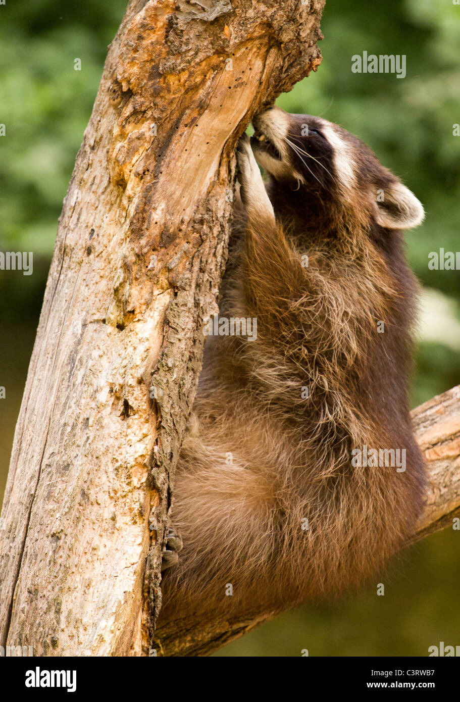 Raccoons playing in the sun Stock Photo - Alamy