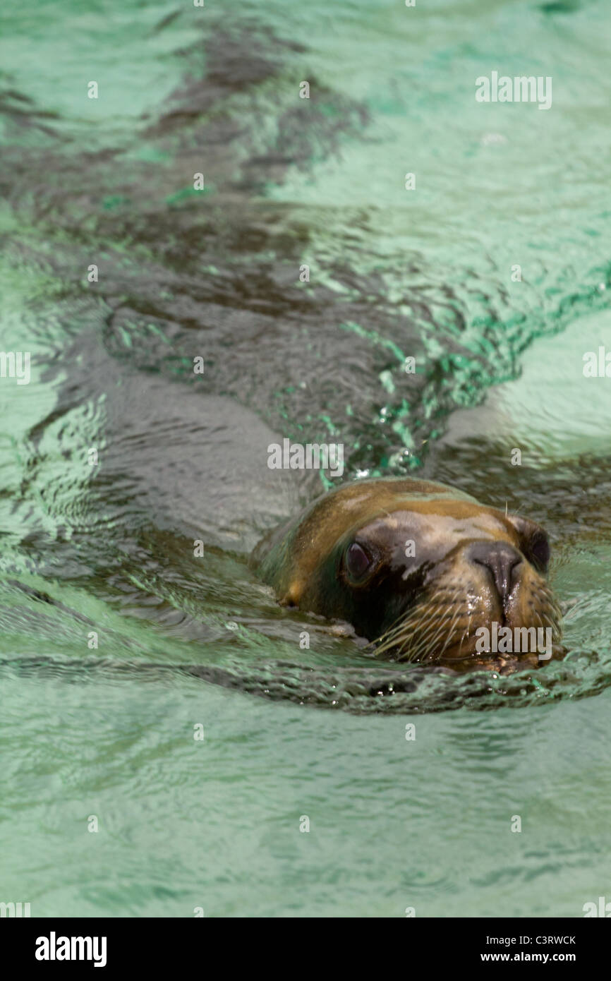 Aquatic lions hi-res stock photography and images - Alamy