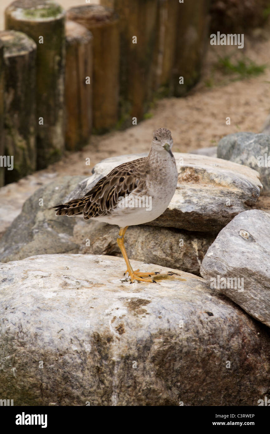 Pebbles stones bird hi-res stock photography and images - Alamy