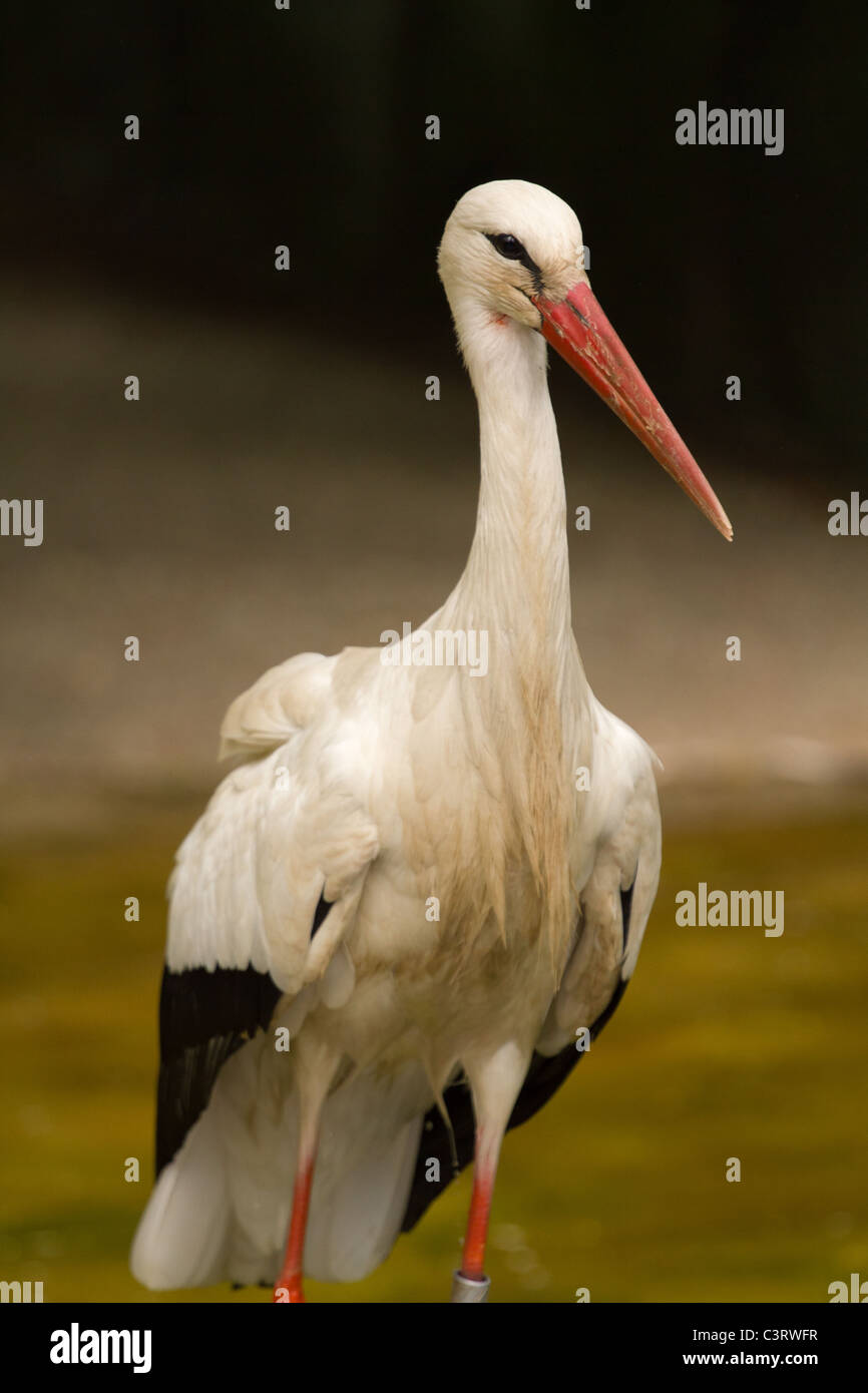 White stork baby hi-res stock photography and images - Alamy