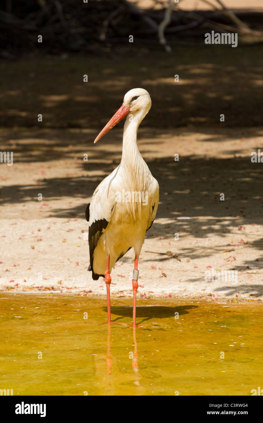Stork at the lakeside Stock Photo - Alamy