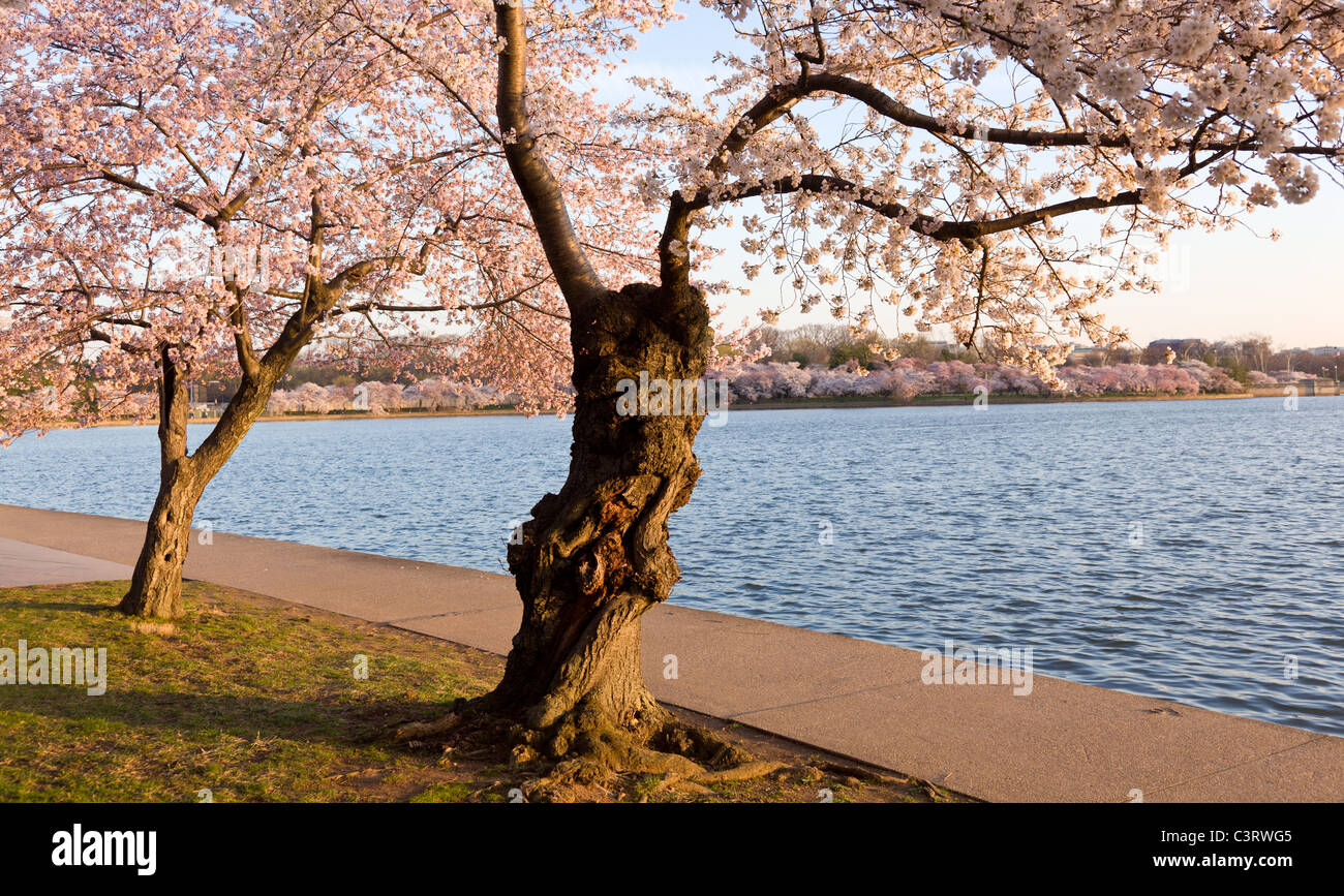 Gnarled cherry tree hi-res stock photography and images - Alamy