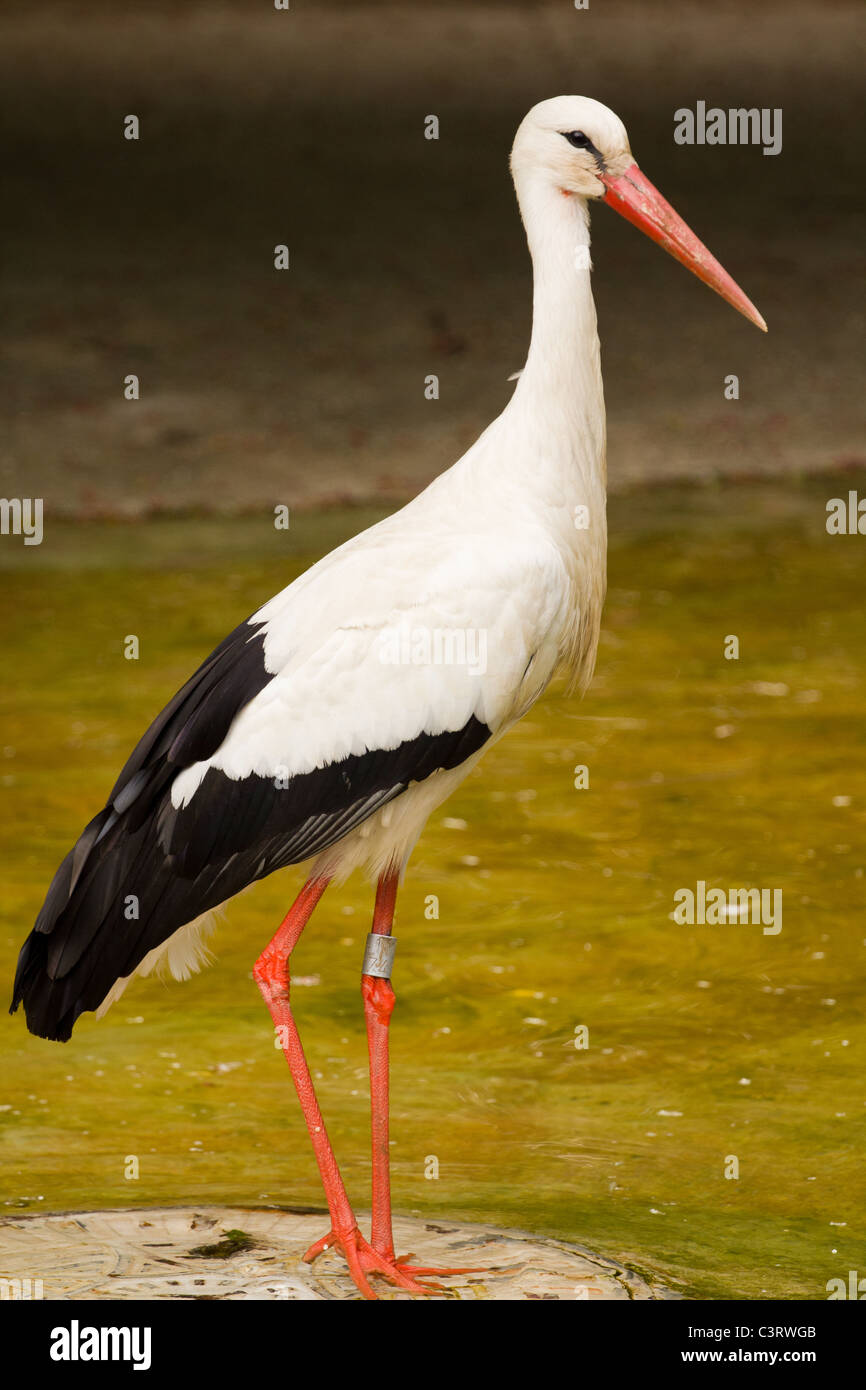 White stork baby hi-res stock photography and images - Alamy