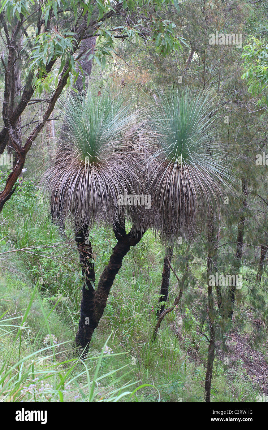 Australian grass trees at Lamington National Park, Queensland ...