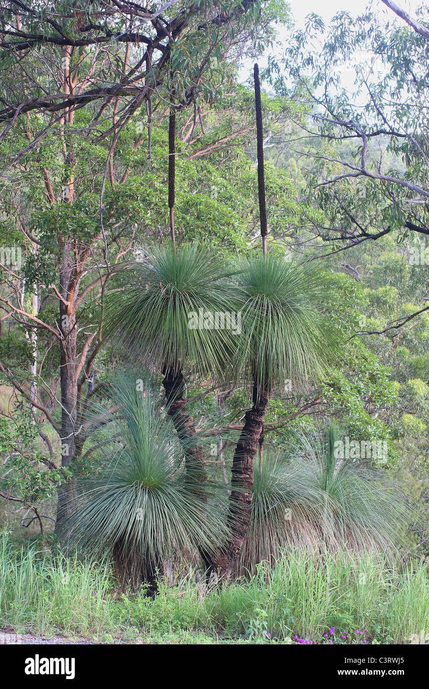 Grass tree xanthorrhoea black boy hi-res stock photography and images ...
