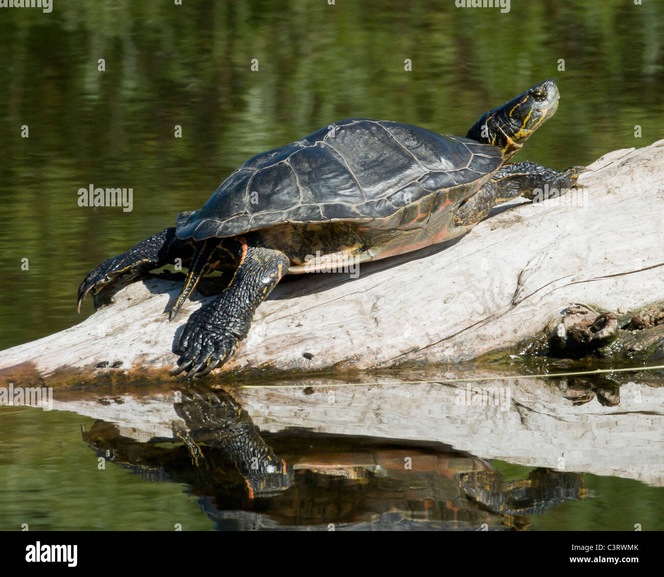 Painted Turtle reflected in the river along the Clearwater Canoe Trail ...