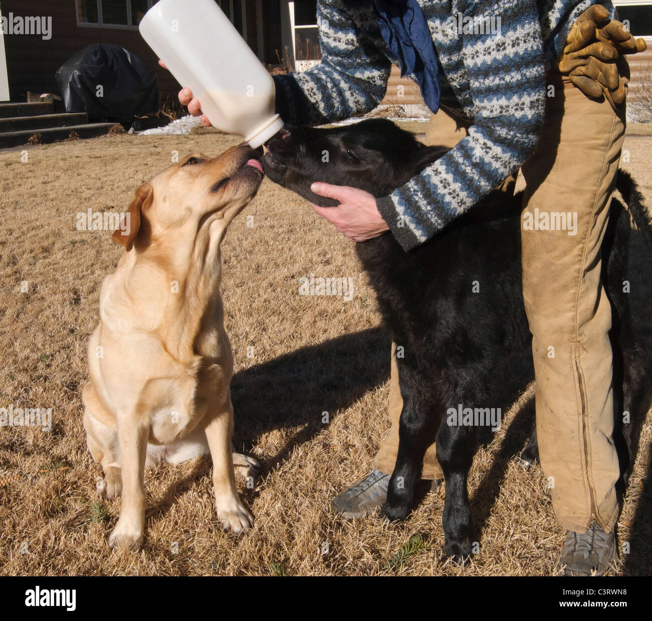 Cattle ranch dog hi-res stock photography and images - Alamy