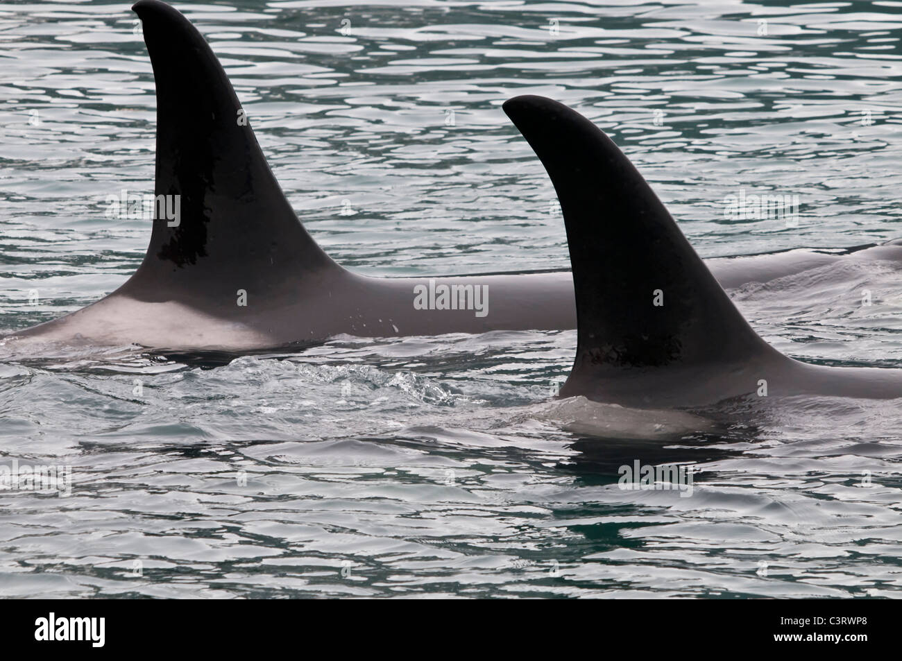 Two Orcas together in the Kenai Fjords National Park, Seward, Alaska ...