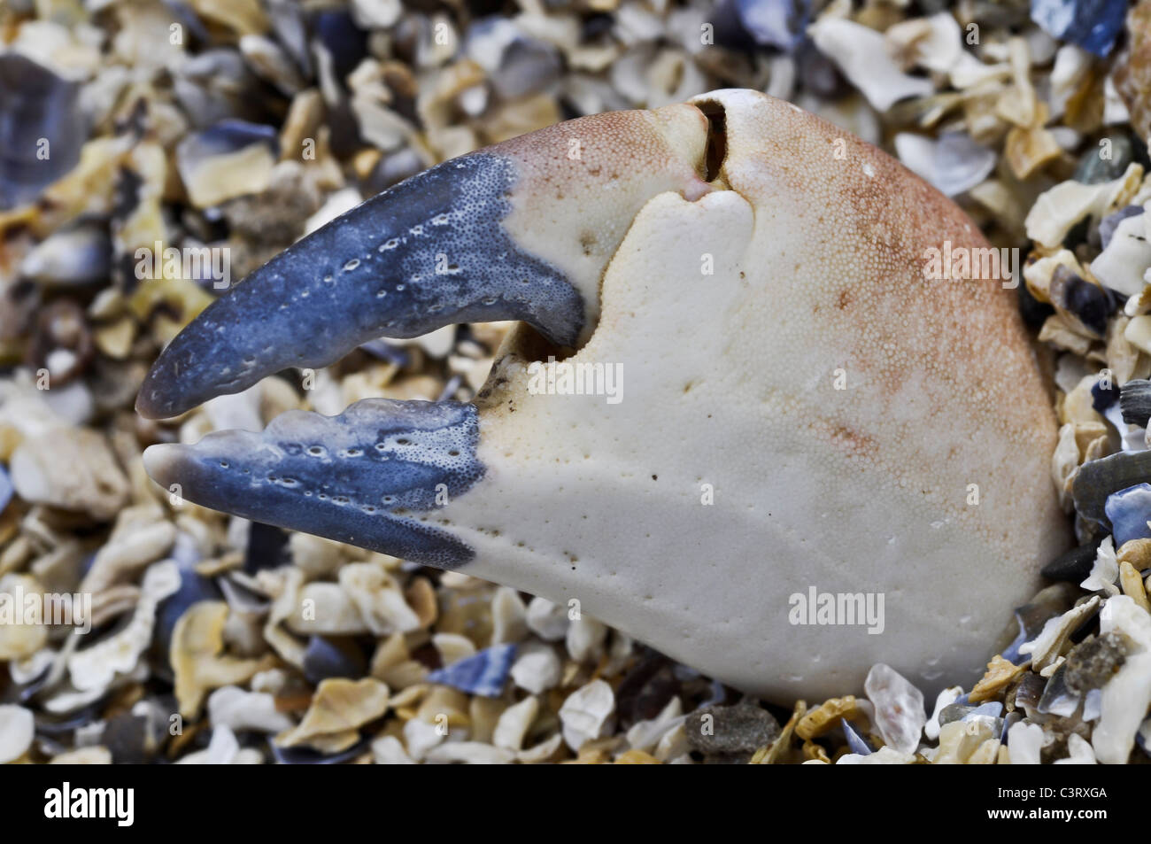 Edible Crab claw Stock Photo - Alamy