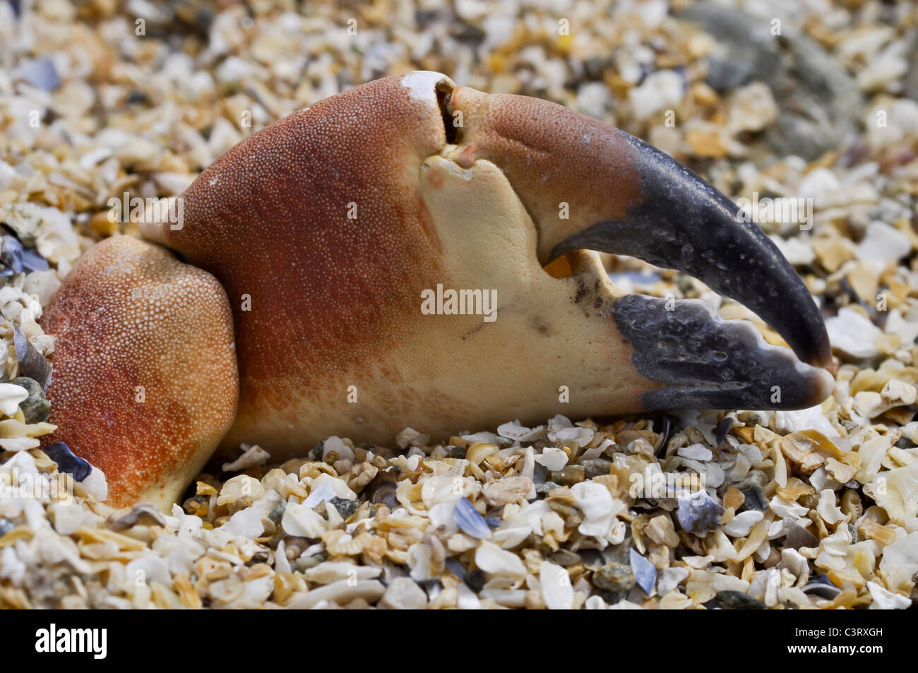 Edible Crab claw Stock Photo - Alamy