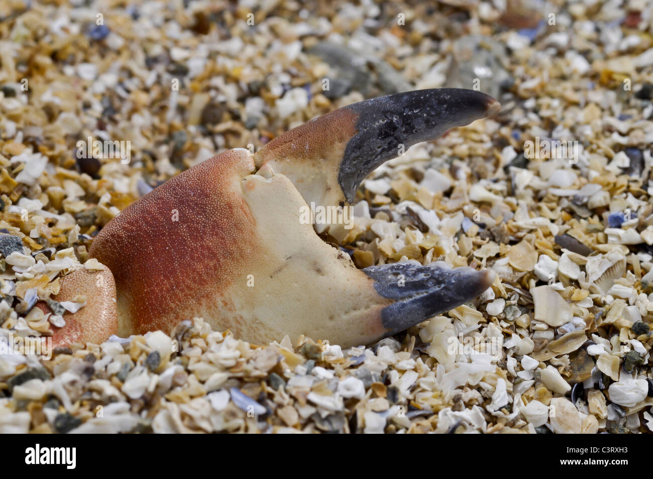 Edible Crab claw Stock Photo - Alamy