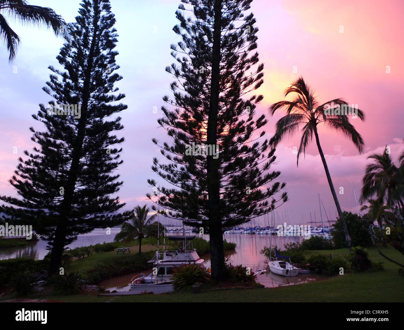 coconut palm tree at sunset, kaneohe Bay, Oahu, Hawaii Stock Photo - Alamy