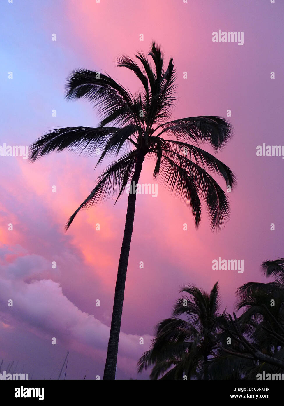 coconut palm tree at sunset, kaneohe Bay, Oahu, Hawaii Stock Photo - Alamy