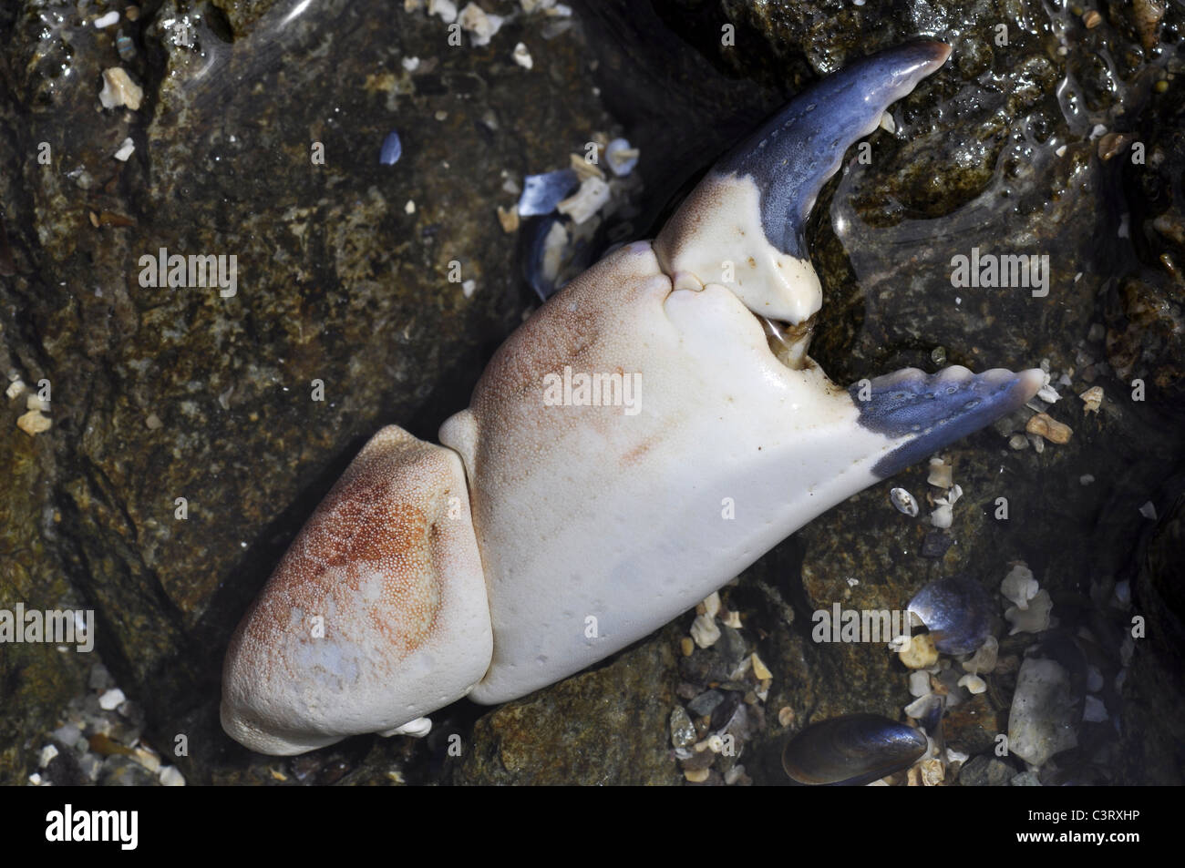 Edible Crab claw Stock Photo - Alamy