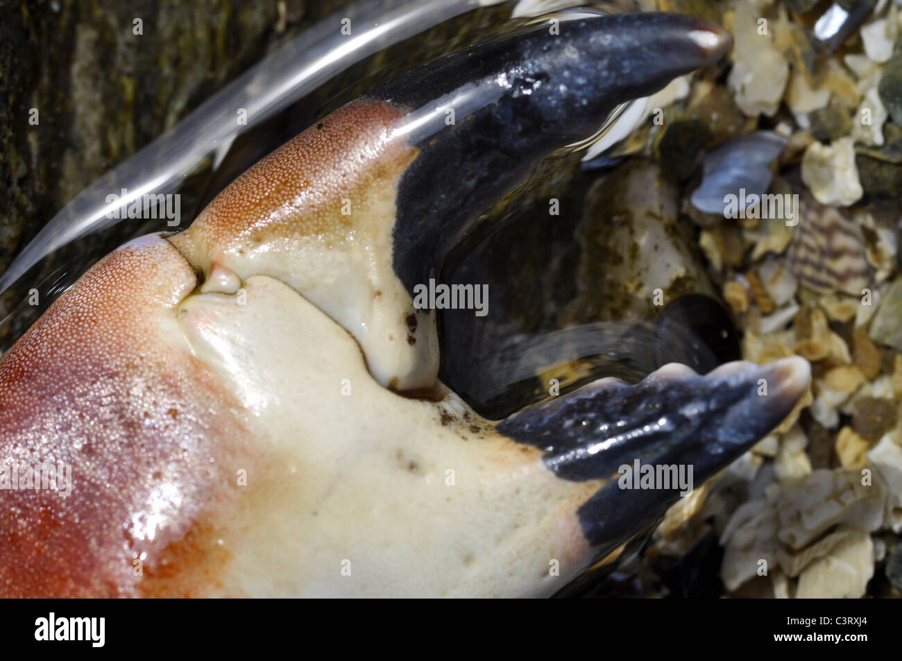 Edible Crab claw Stock Photo - Alamy