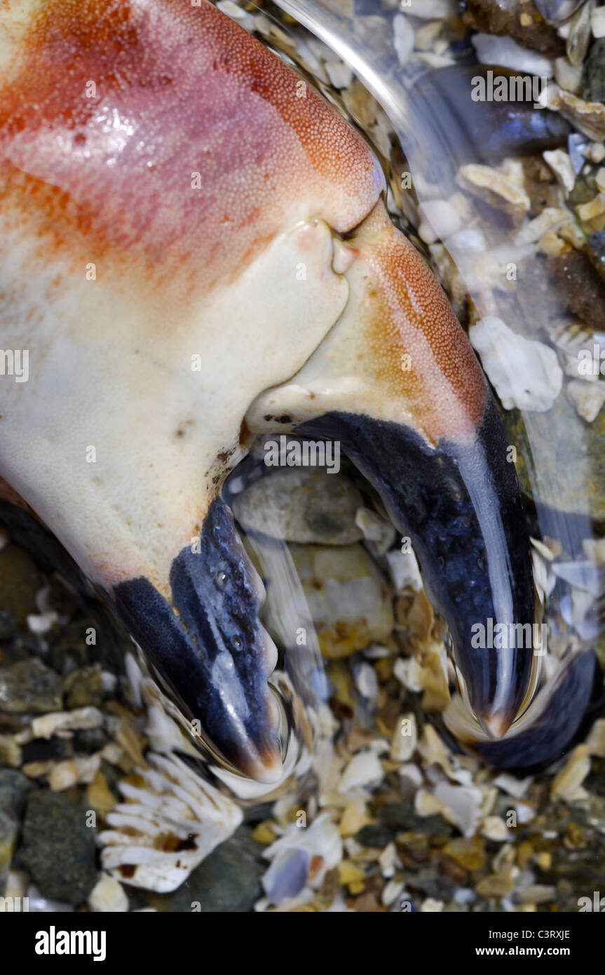Edible Crab claw Stock Photo - Alamy