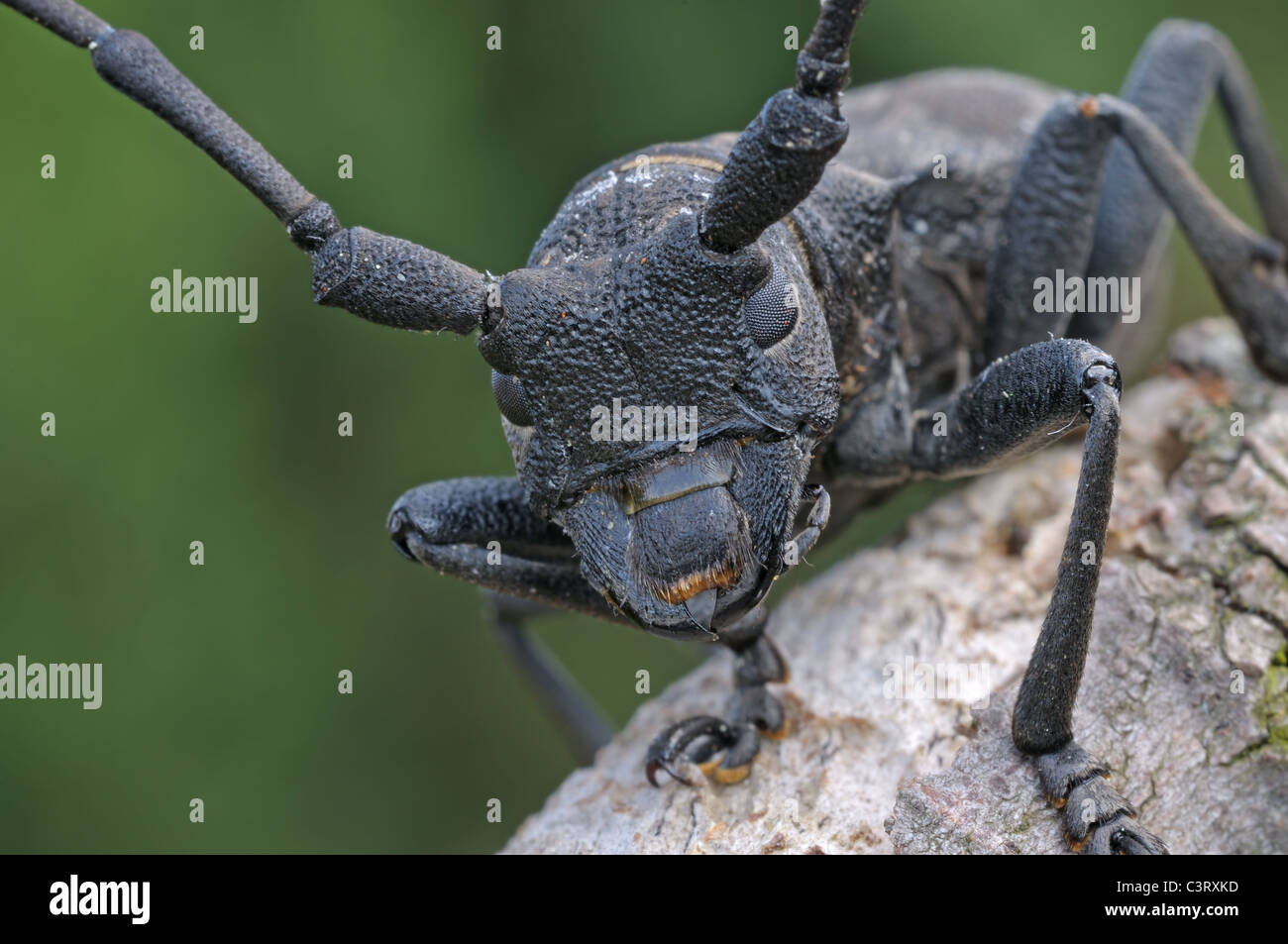 lamia Textor beetle on dead branch Stock Photo - Alamy