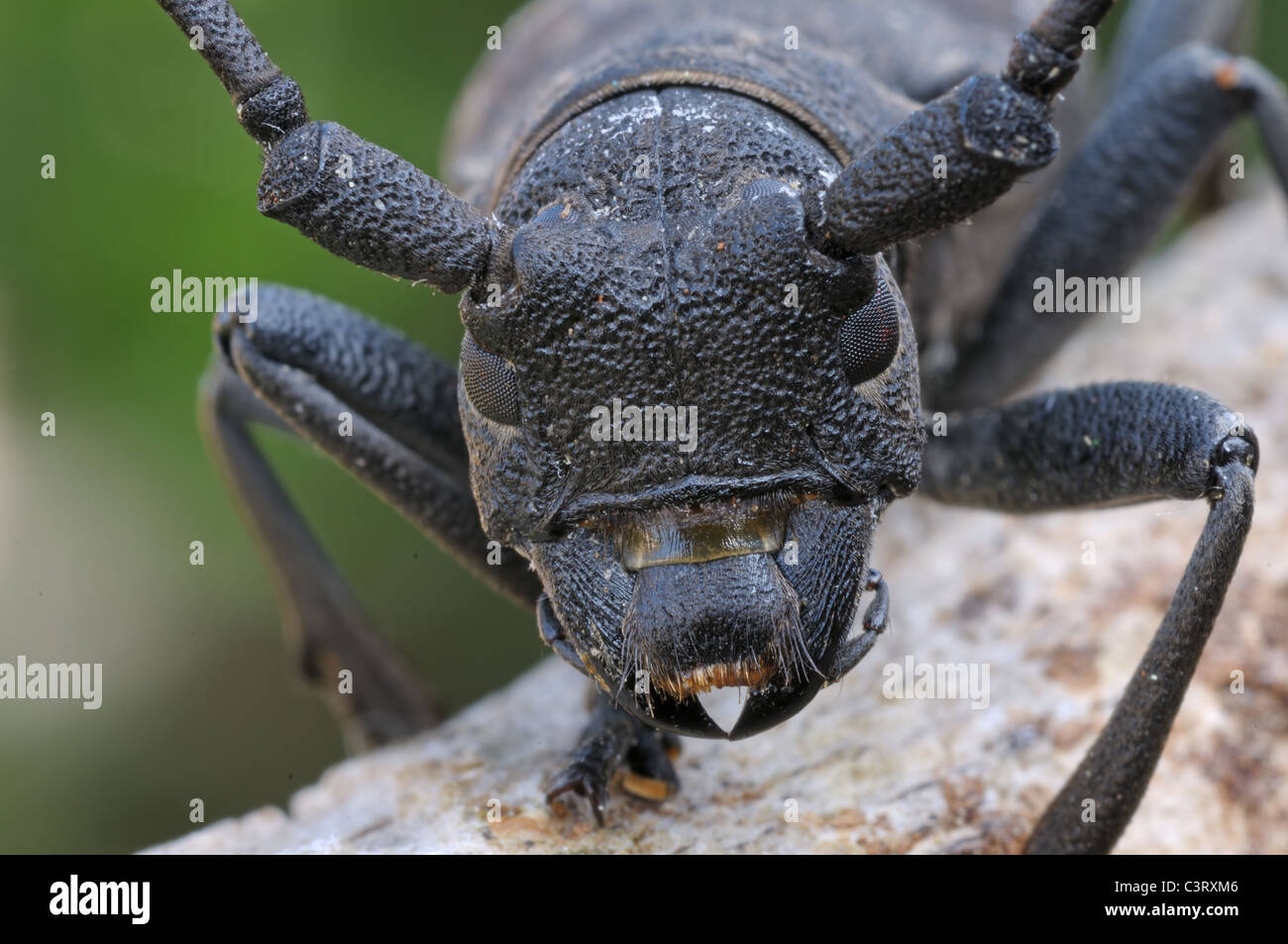 Close-up of the beetle Lamia Textor Stock Photo - Alamy