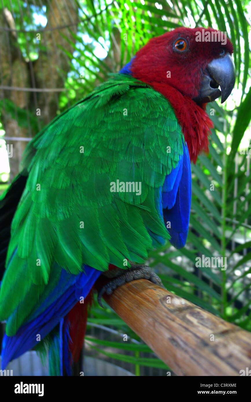 Red-Breasted Musk Parrot, Prosopeia tabuensis taviunesis, Kaka, Kula ...